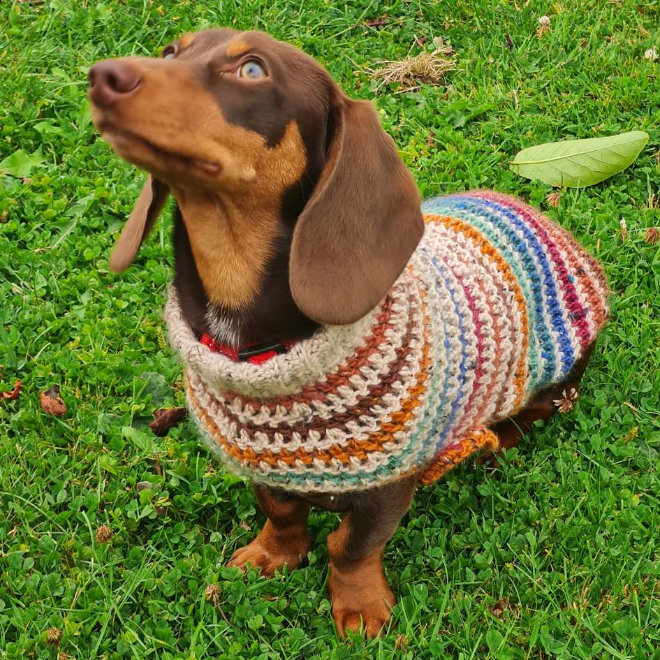 Free striped crochet dog sweater pattern - Hooked, Stitched and Glued